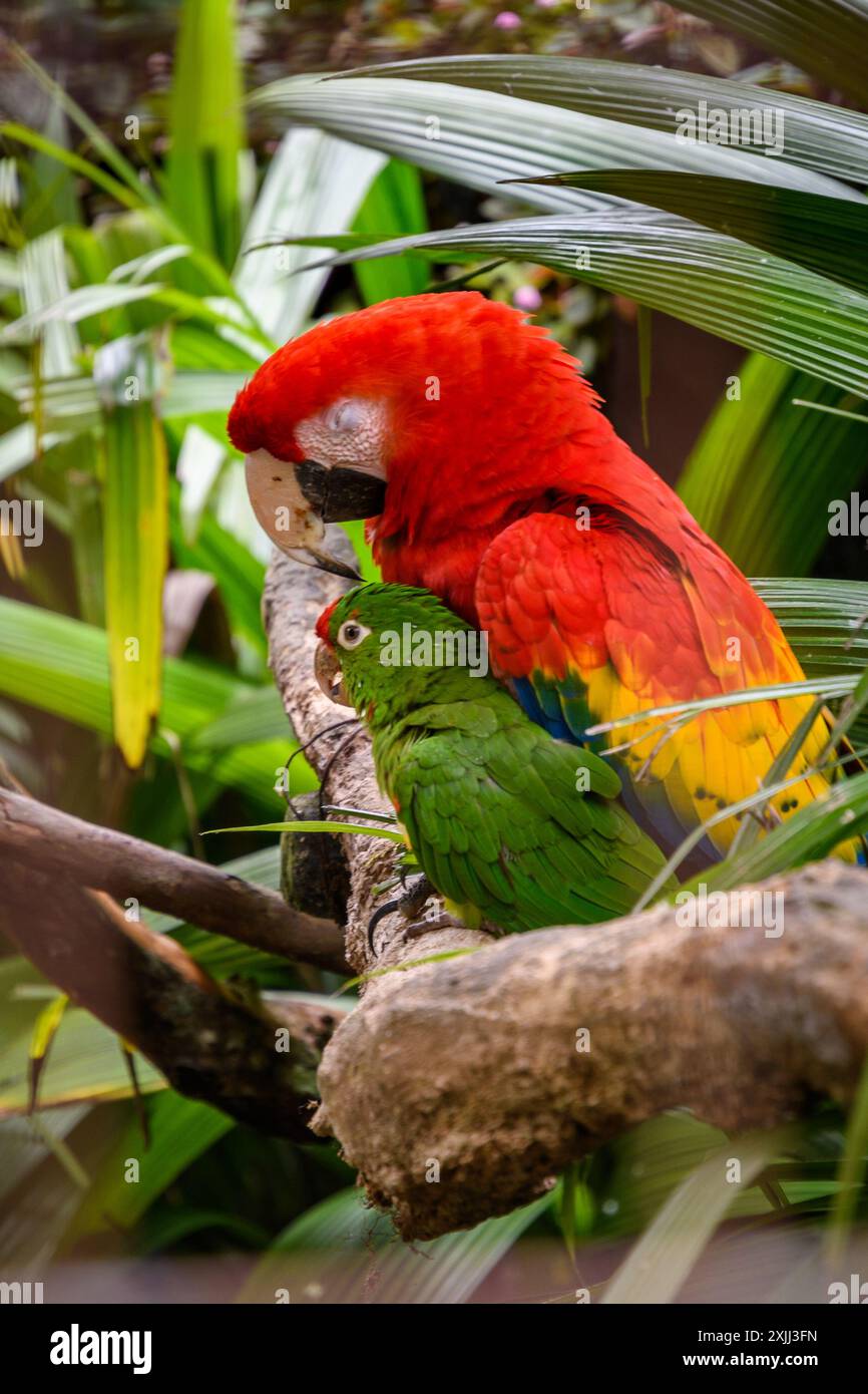 Vivid Encounter: Parrots Share Perch in Lush Habitat Stock Photo - Alamy