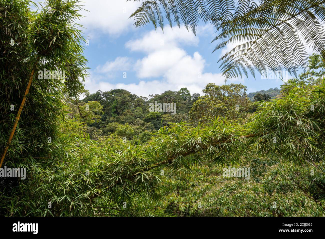 Verdant Ecosystem: A Glimpse into Forest Diversity Stock Photo - Alamy