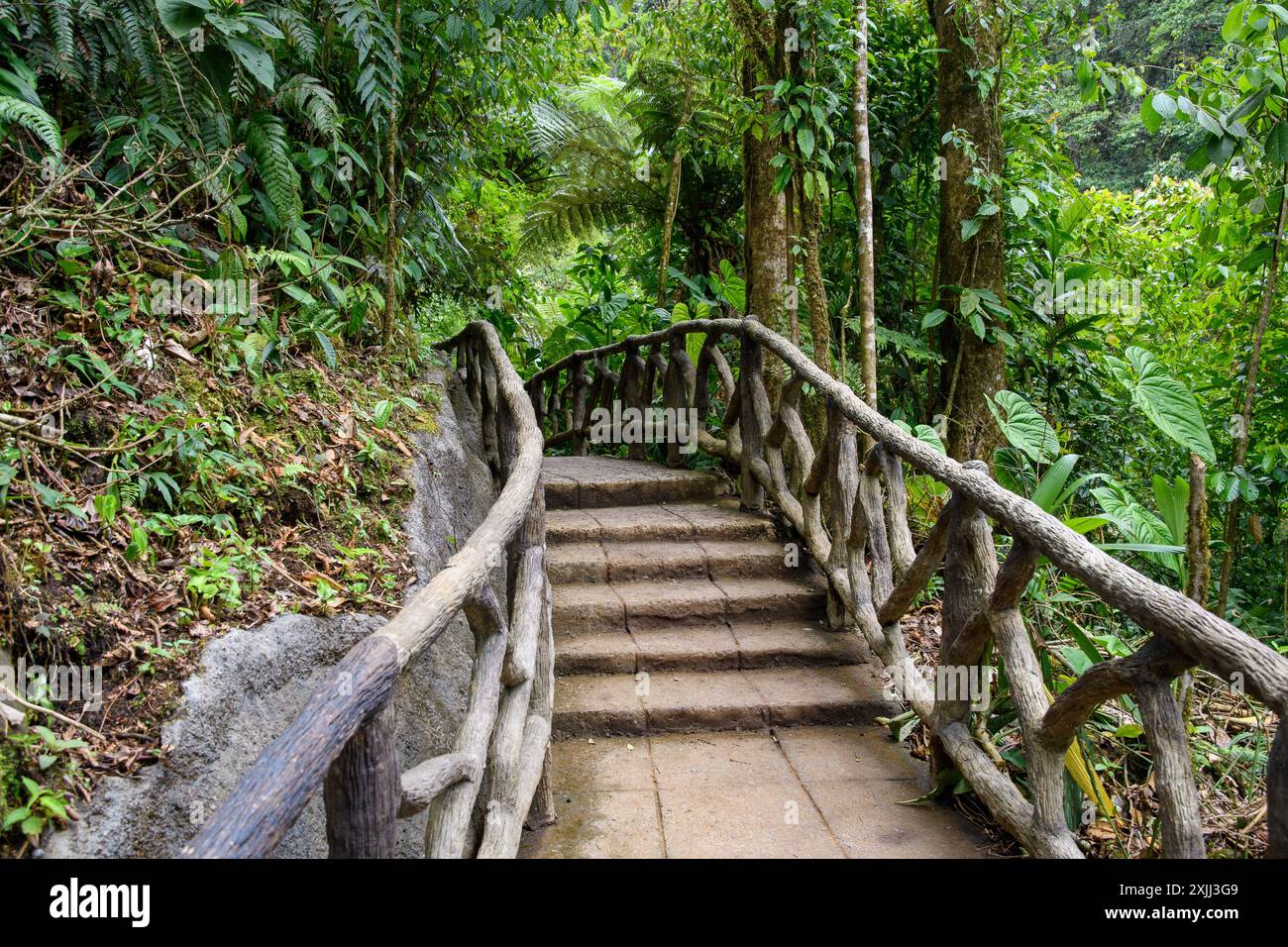 Pathway Through Costa Rica’s Lush Reserve Stock Photo - Alamy