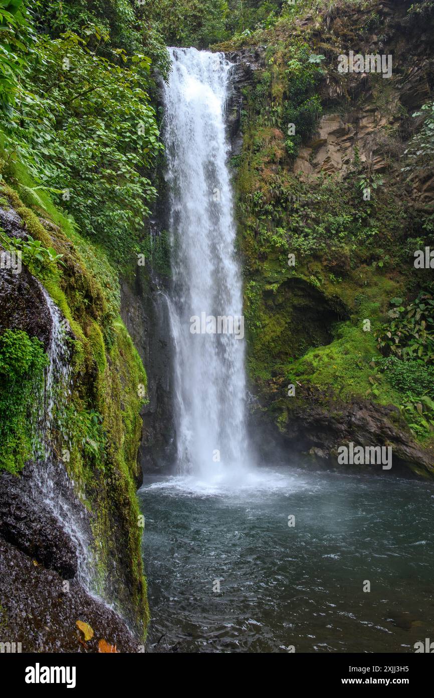 Costa rican insects hi-res stock photography and images - Alamy