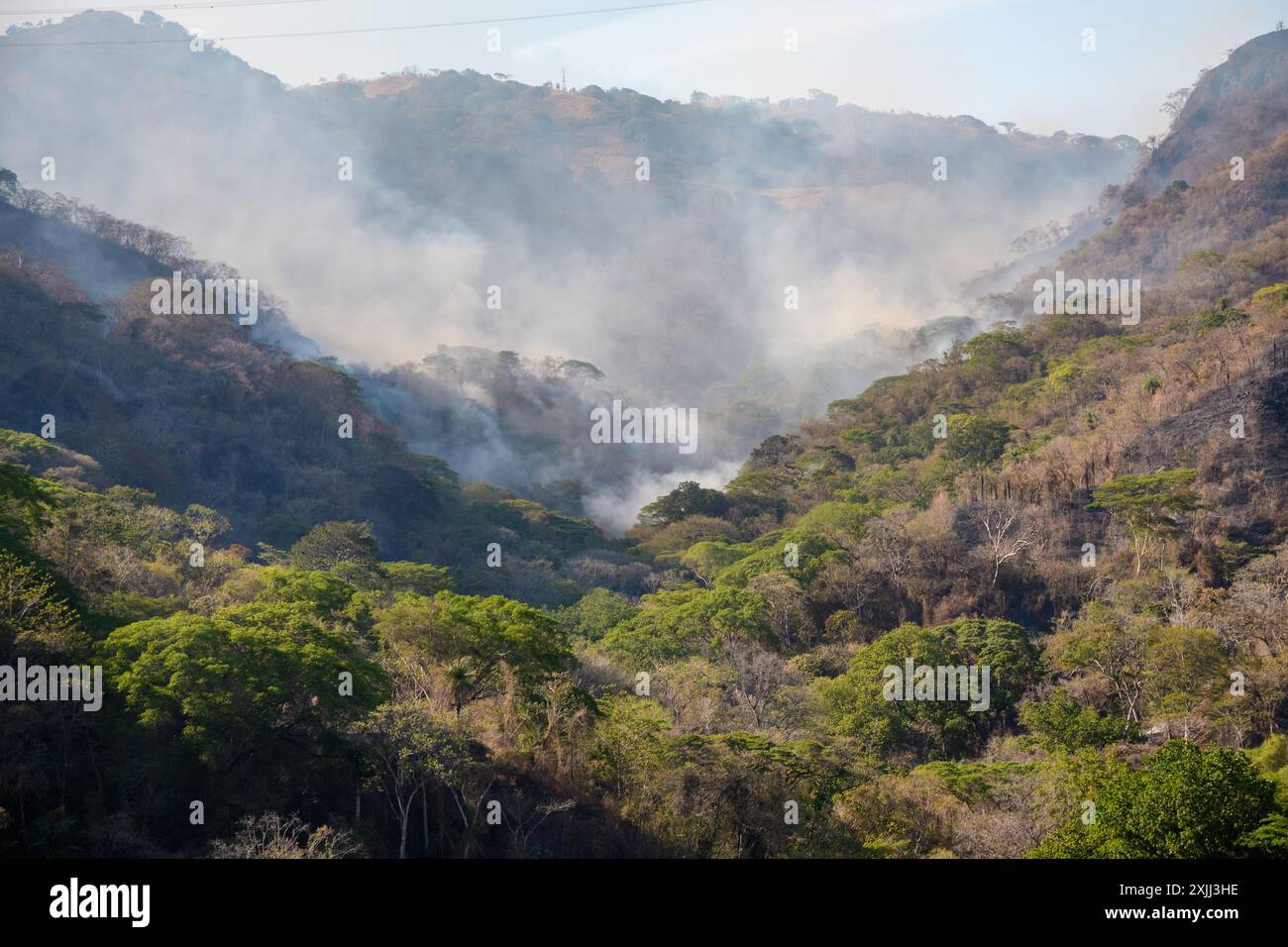 Mystic Veil: Fog Enshrouds Costa Rican Jungle Reserve Stock Photo - Alamy