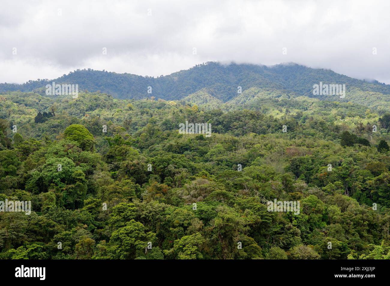 Verdant Expanse: A Breathtaking Forest Canopy Stock Photo - Alamy