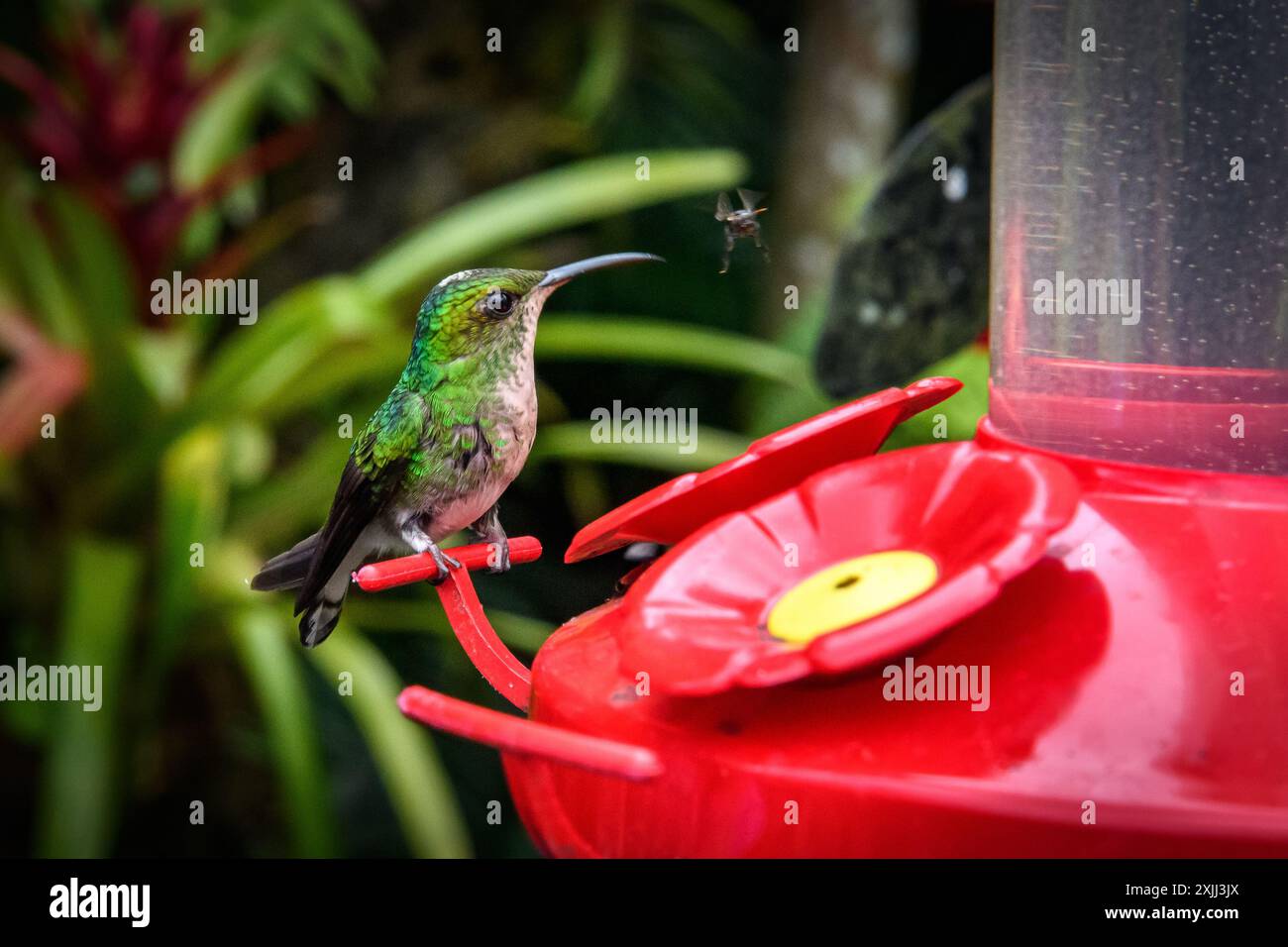 Hummingbird ecology hi-res stock photography and images - Alamy