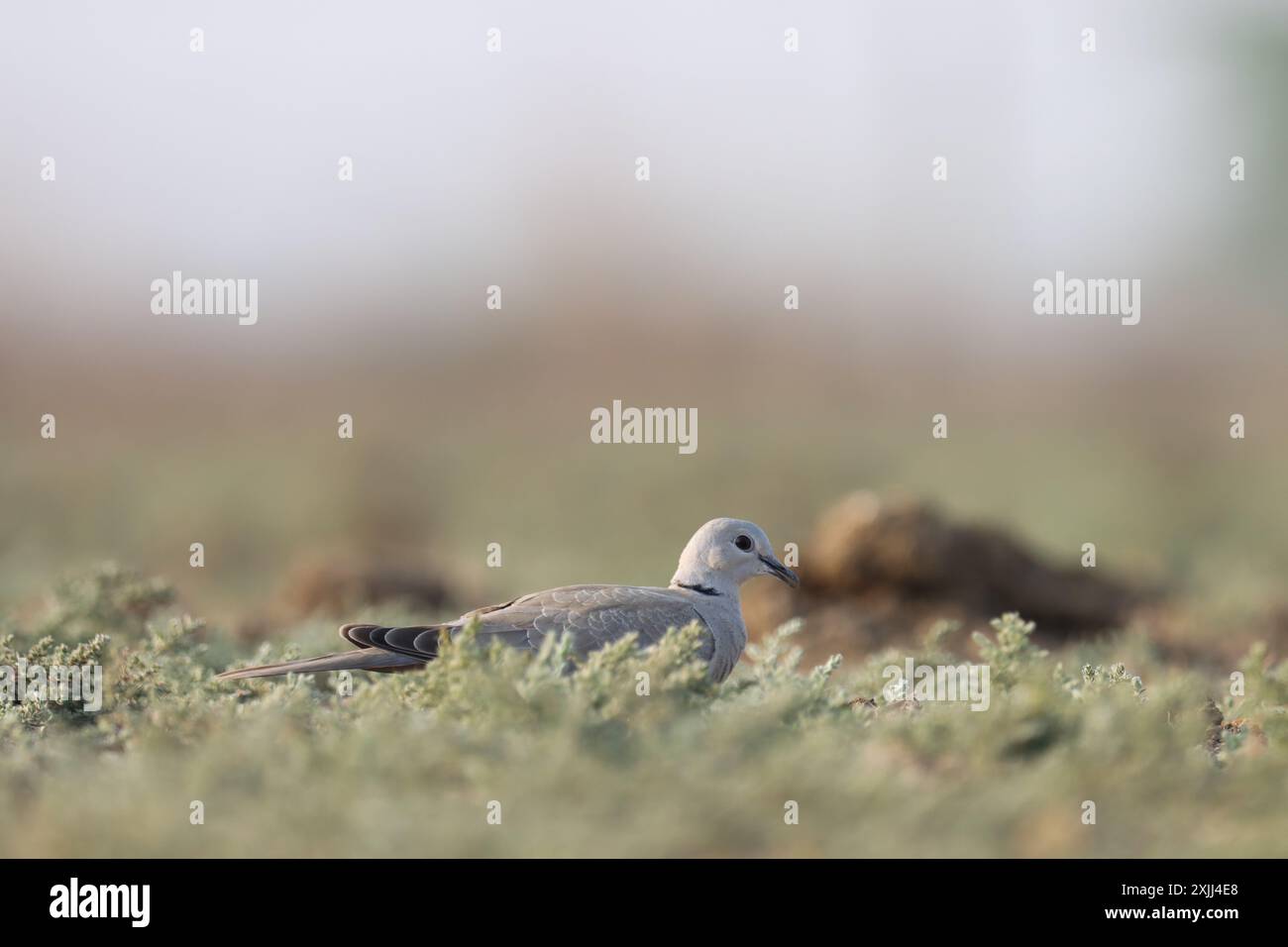 Ring necked dove standing on the ground. Bird background Stock Photo ...