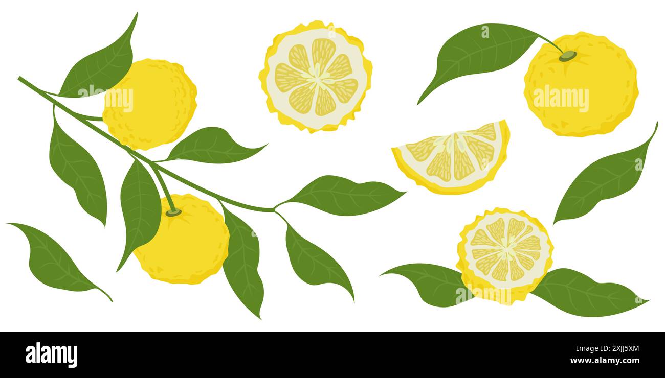 Hand drawn yuzu fruit. Set of Yuzu fruits isolated on a white ...