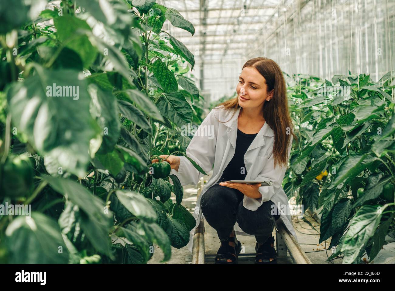 Bioengineer works hi-res stock photography and images - Alamy