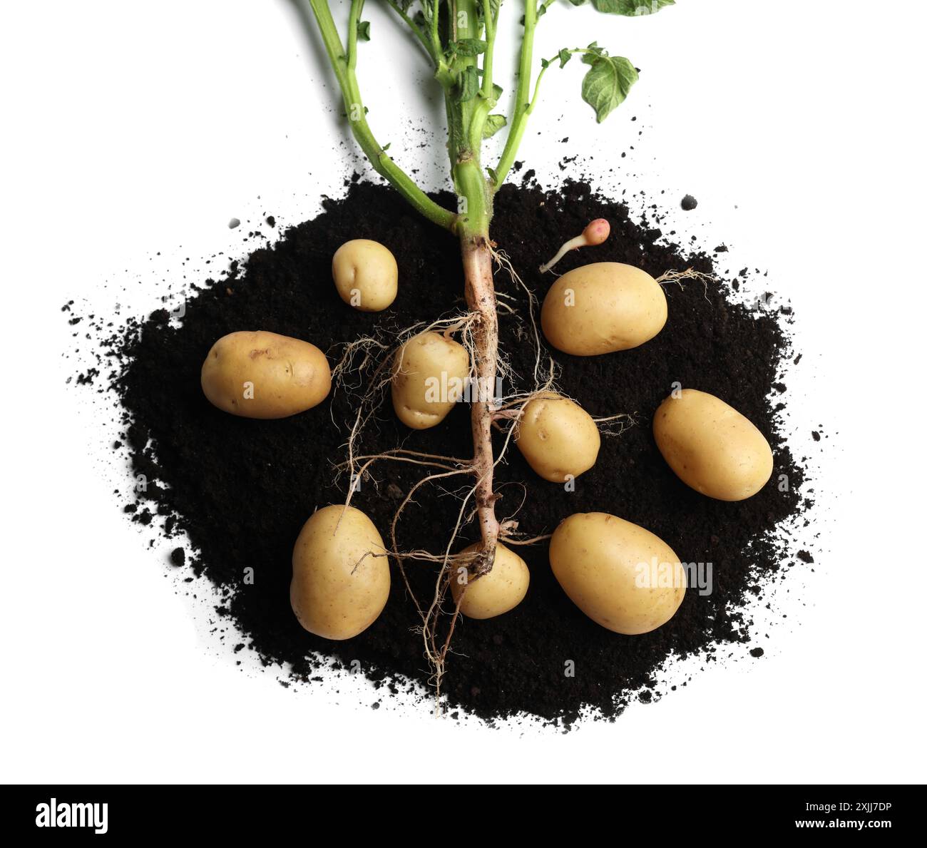 Potato plant with tubers and soil isolated on white, top view Stock ...