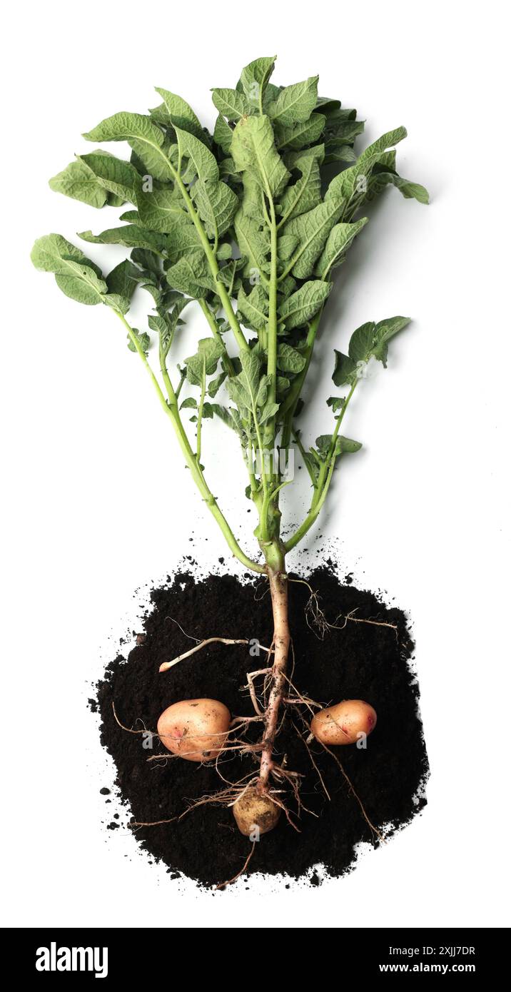 Potato plant with tubers and soil isolated on white, top view Stock ...