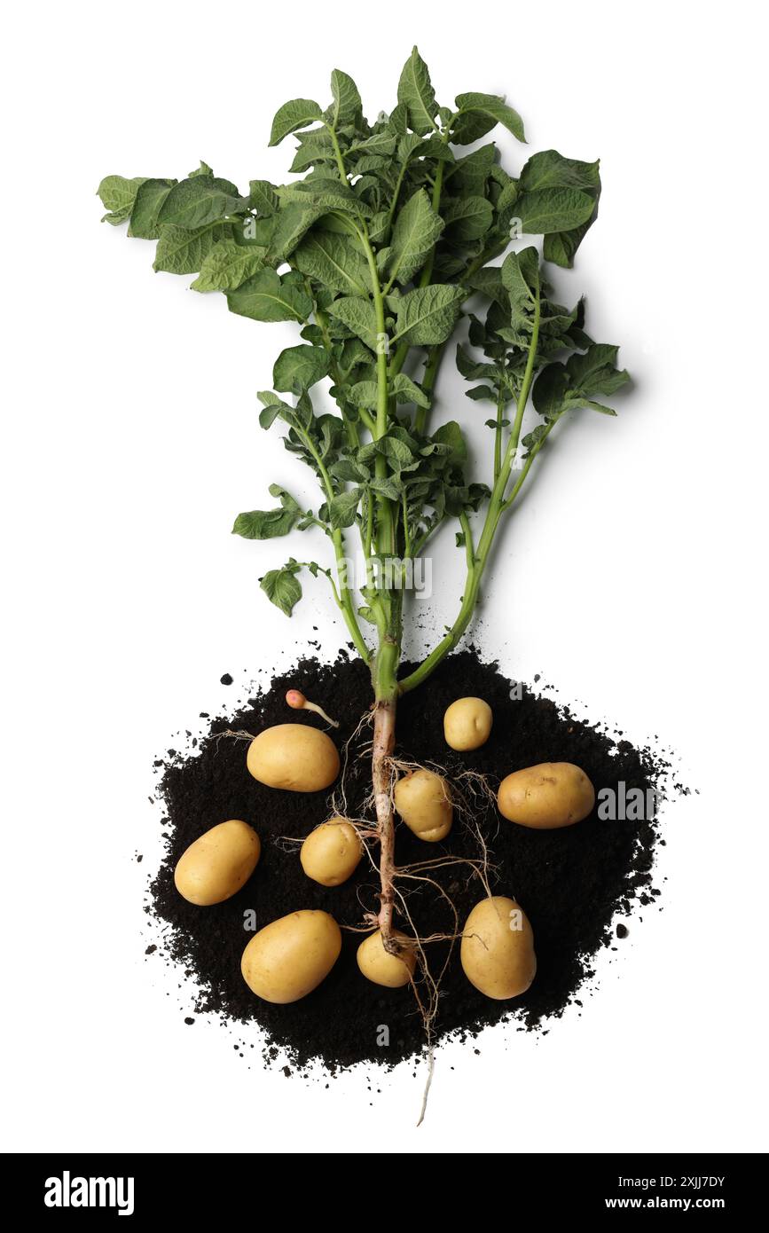 Potato plant with tubers and soil isolated on white, top view Stock ...
