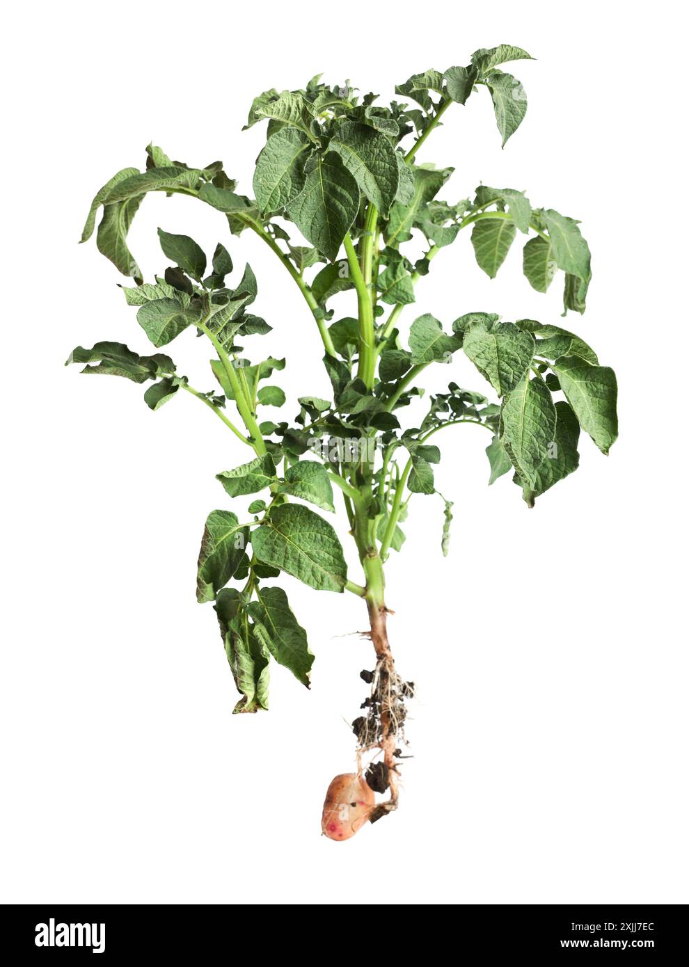Potato plant with tuber isolated on white Stock Photo - Alamy