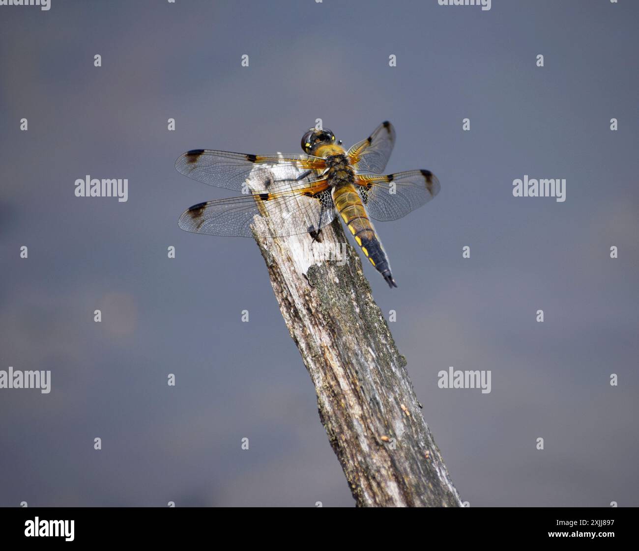 Four-spotted chaser - Cornwall, UK Stock Photo - Alamy