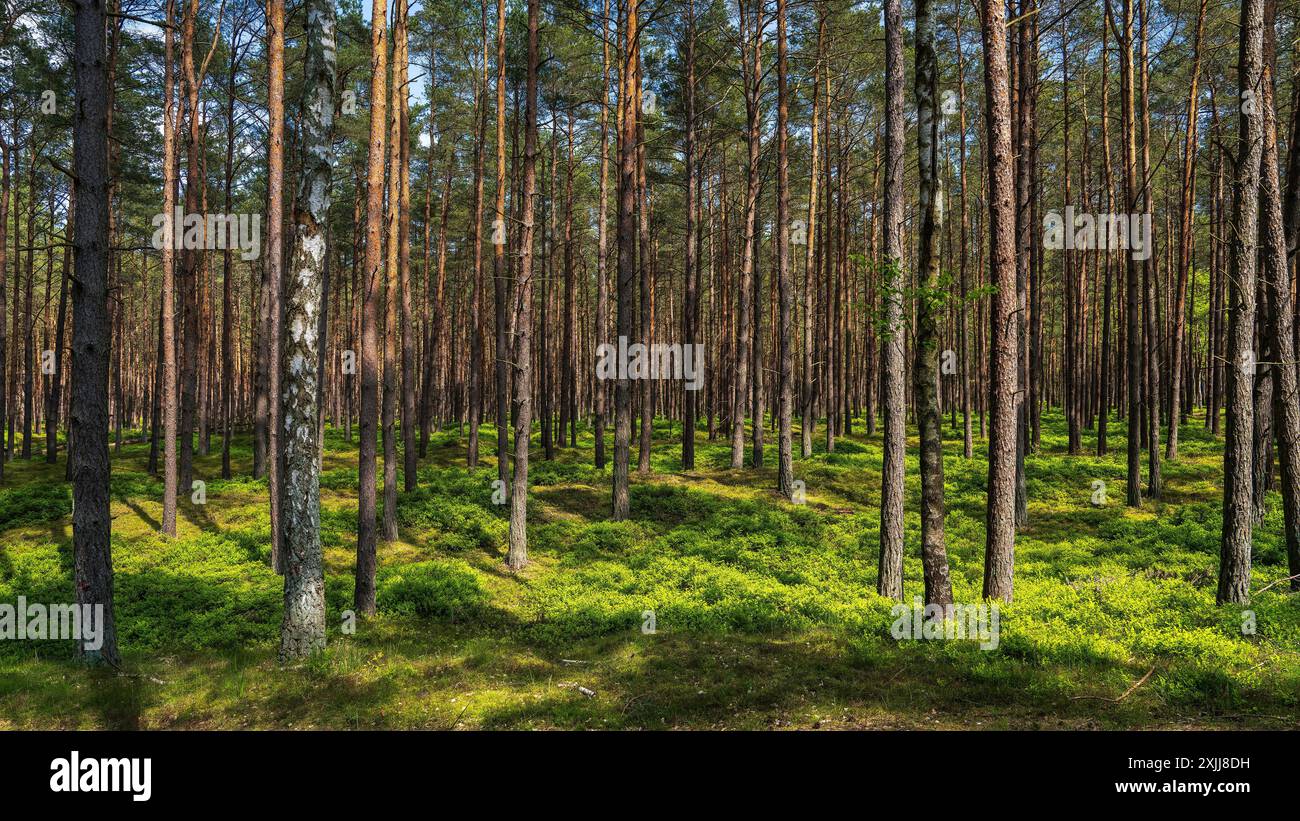 A beautiful landscape of a green forest with coniferous trees. Rays of ...