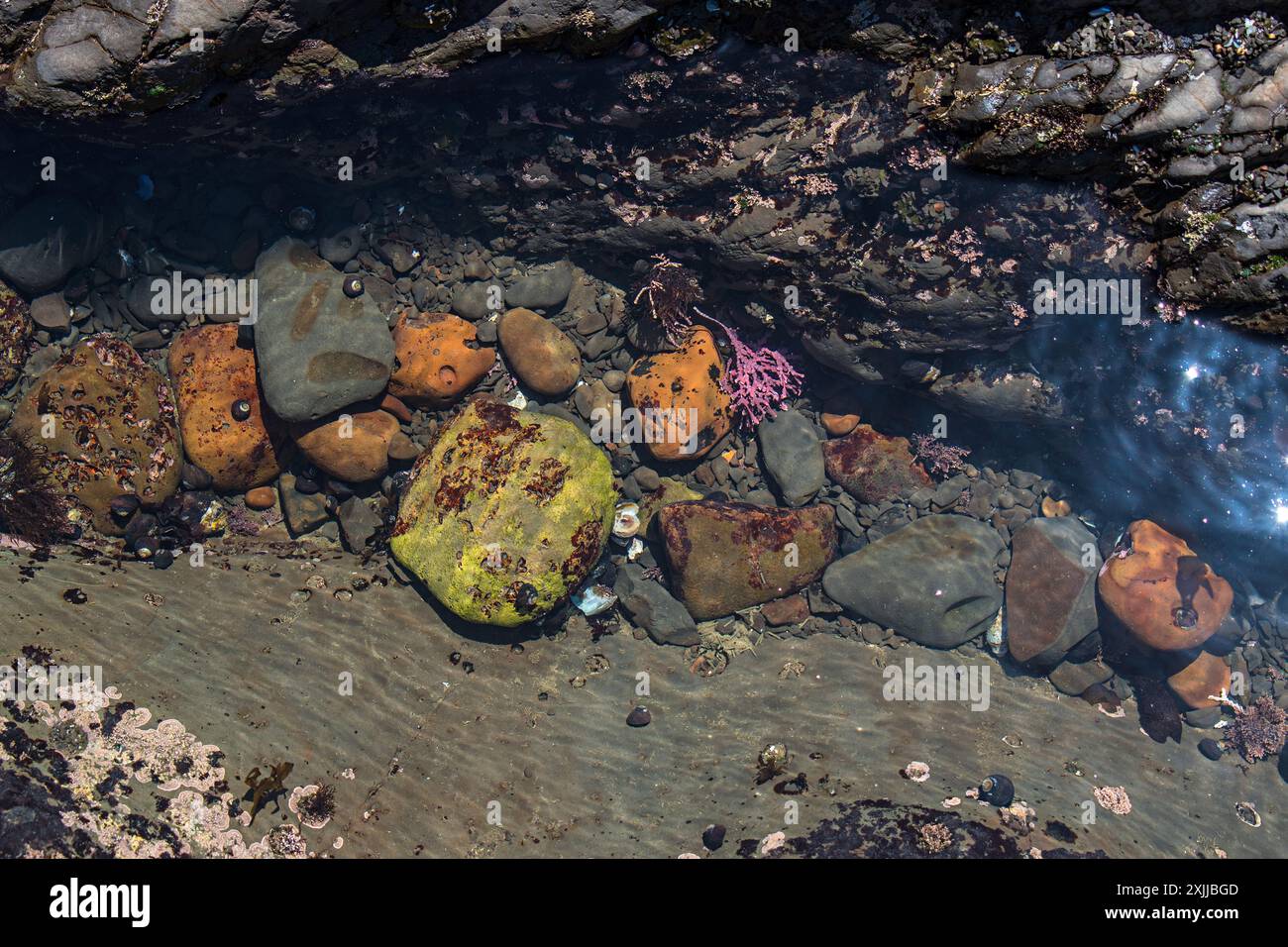 Tide pools, Agate Beach, Bolinas, California, USA Stock Photo - Alamy