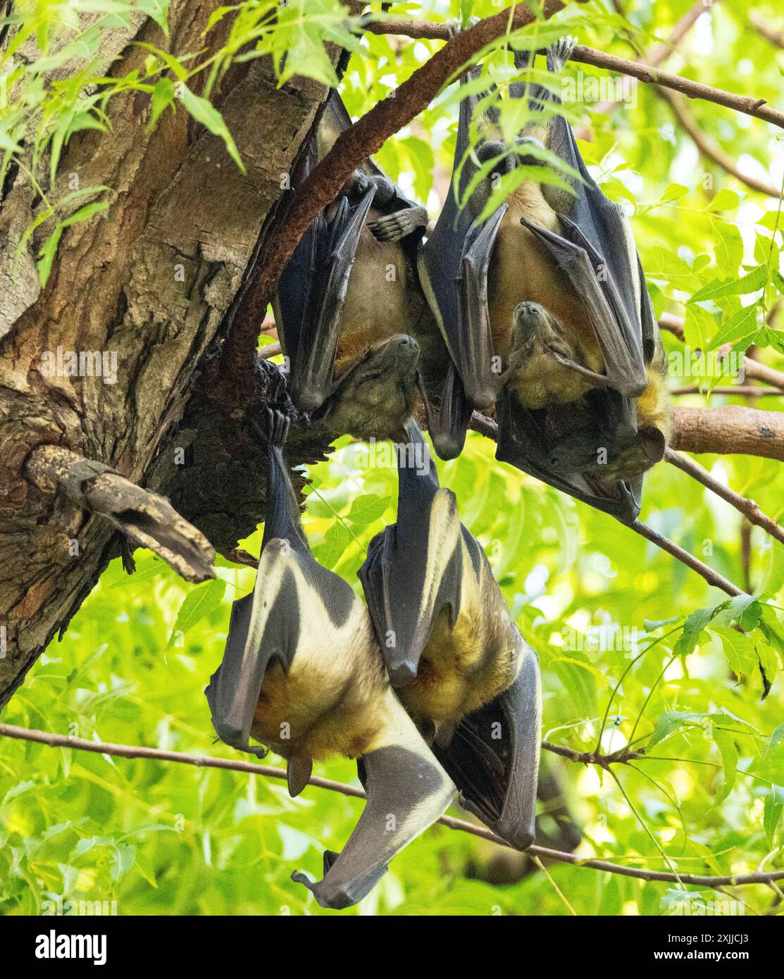 During the rainy season when fruits ripen large numbers of Pemba Flying ...