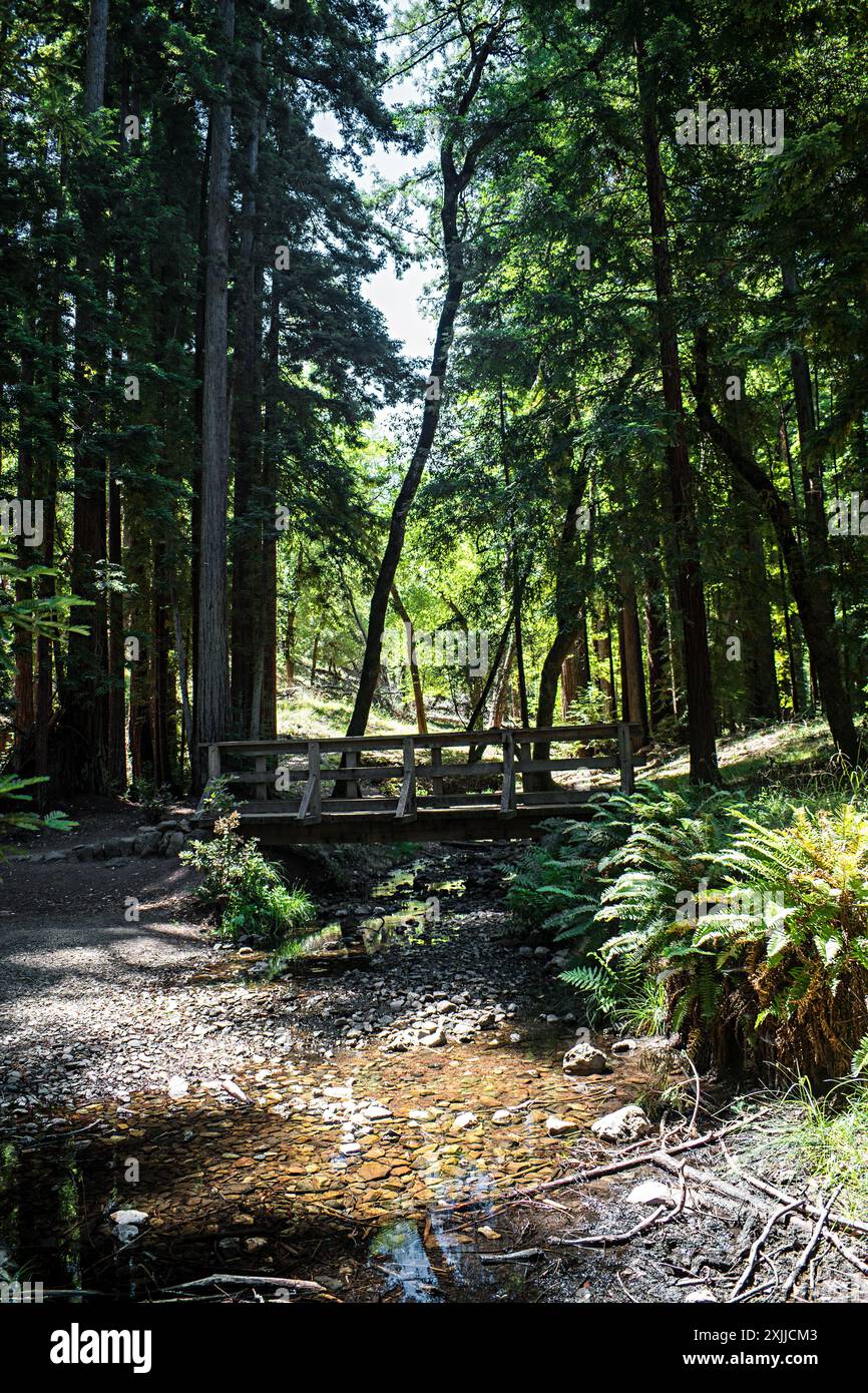 Lake Lagunitas, California, USA Stock Photo - Alamy