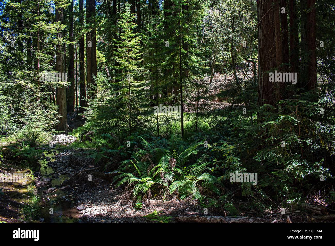 Lagunitas forest hi-res stock photography and images - Alamy