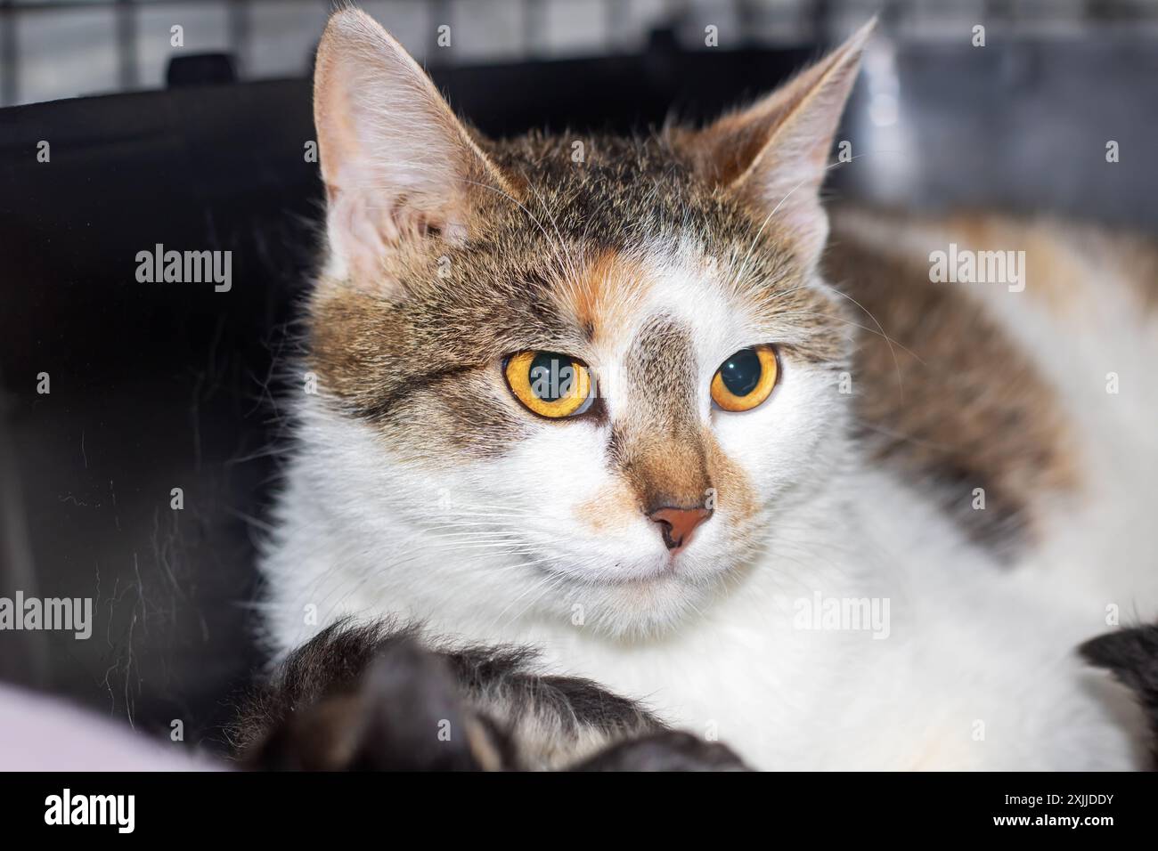 In the cage, there lies a lovely calico cat with vibrant yellow eyes ...