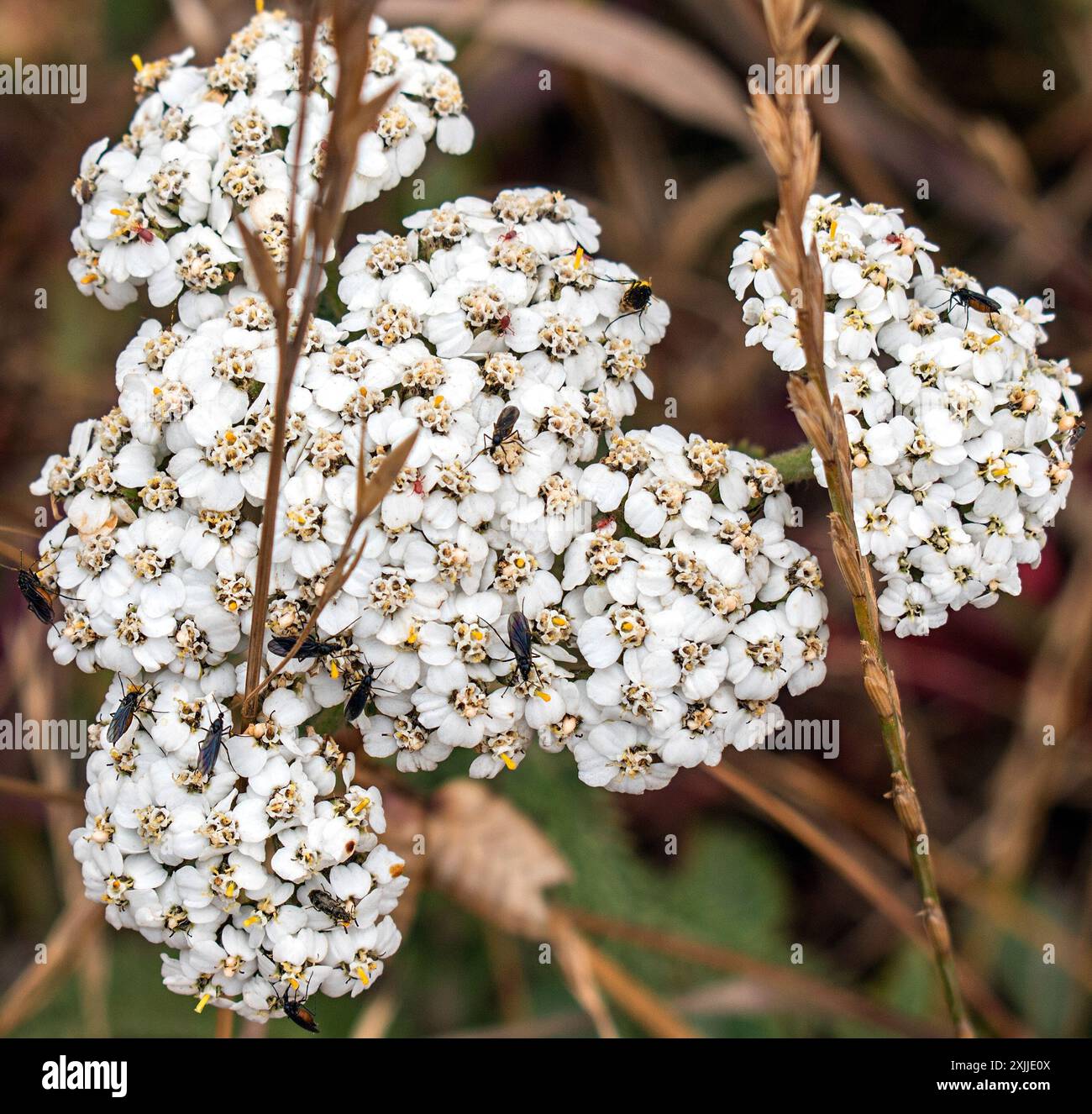 Point Reyes National Seashore, California, USA Stock Photo - Alamy