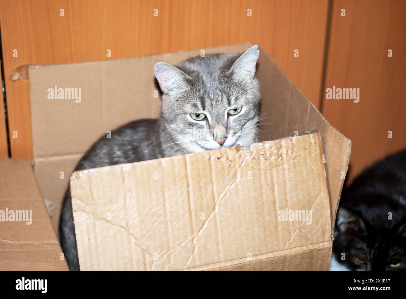 The feline, a domestic shorthaired cat, gazes at the camera while ...