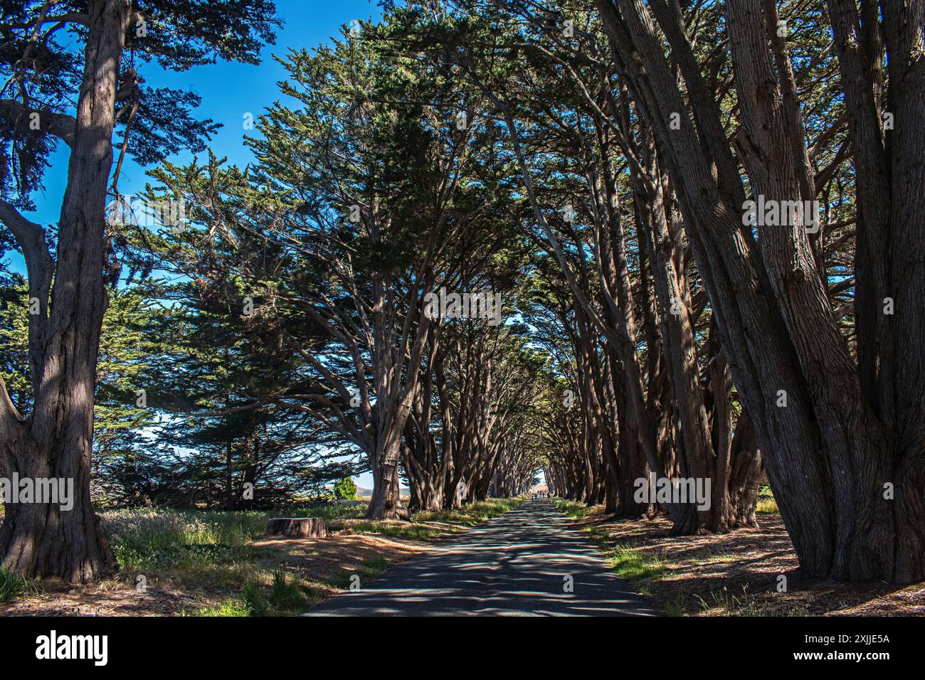 Point Reyes National Seashore, California, USA Stock Photo - Alamy