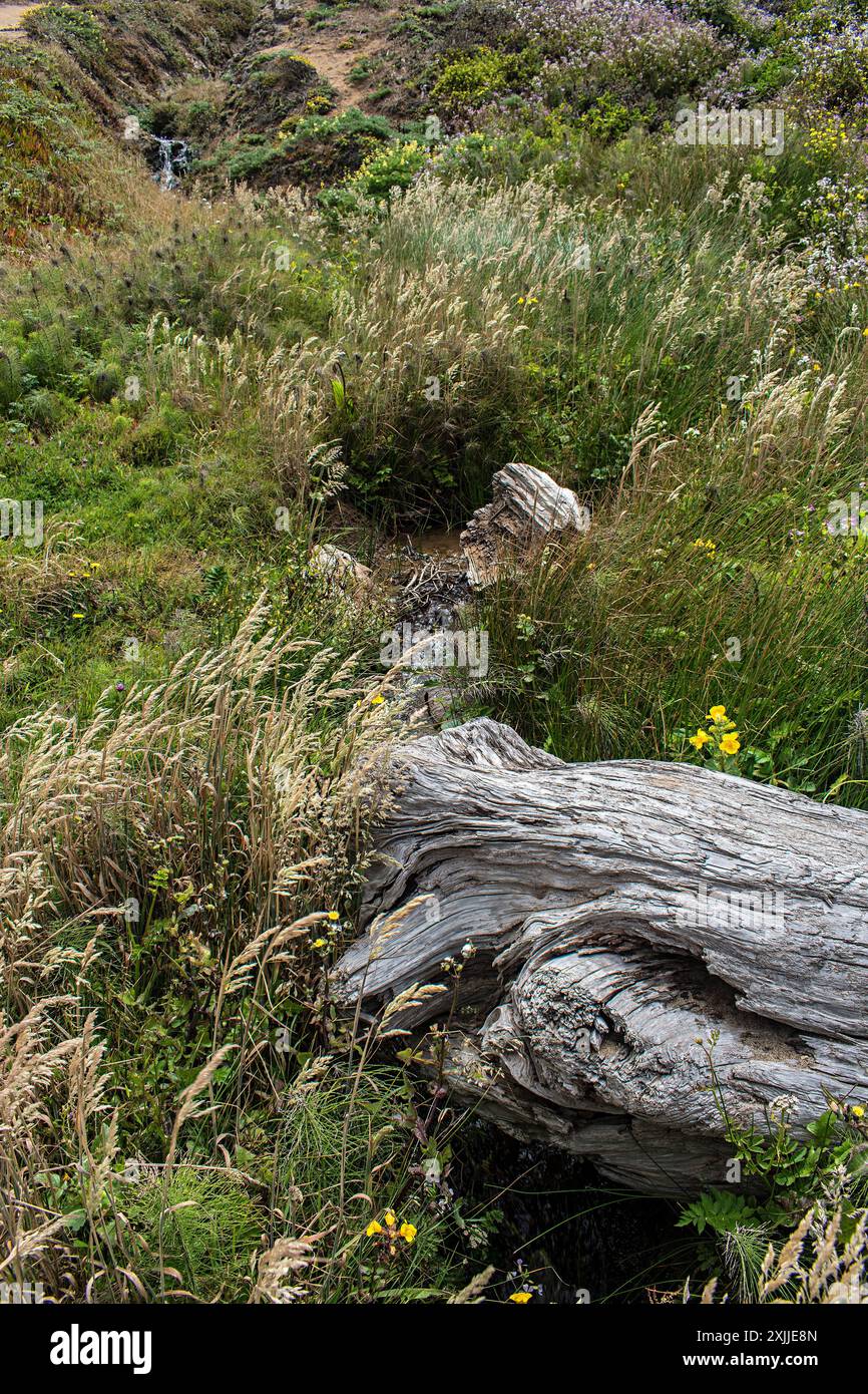 Point Reyes National Seashore, California, USA Stock Photo - Alamy
