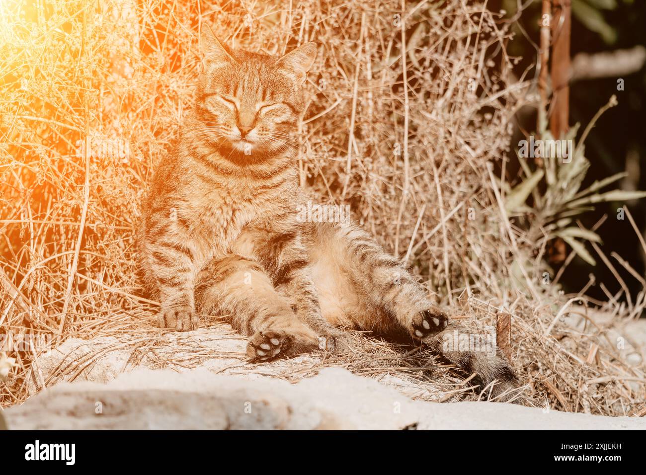 A cute happy grey tabby kitten lies and rests on the floor of the park ...