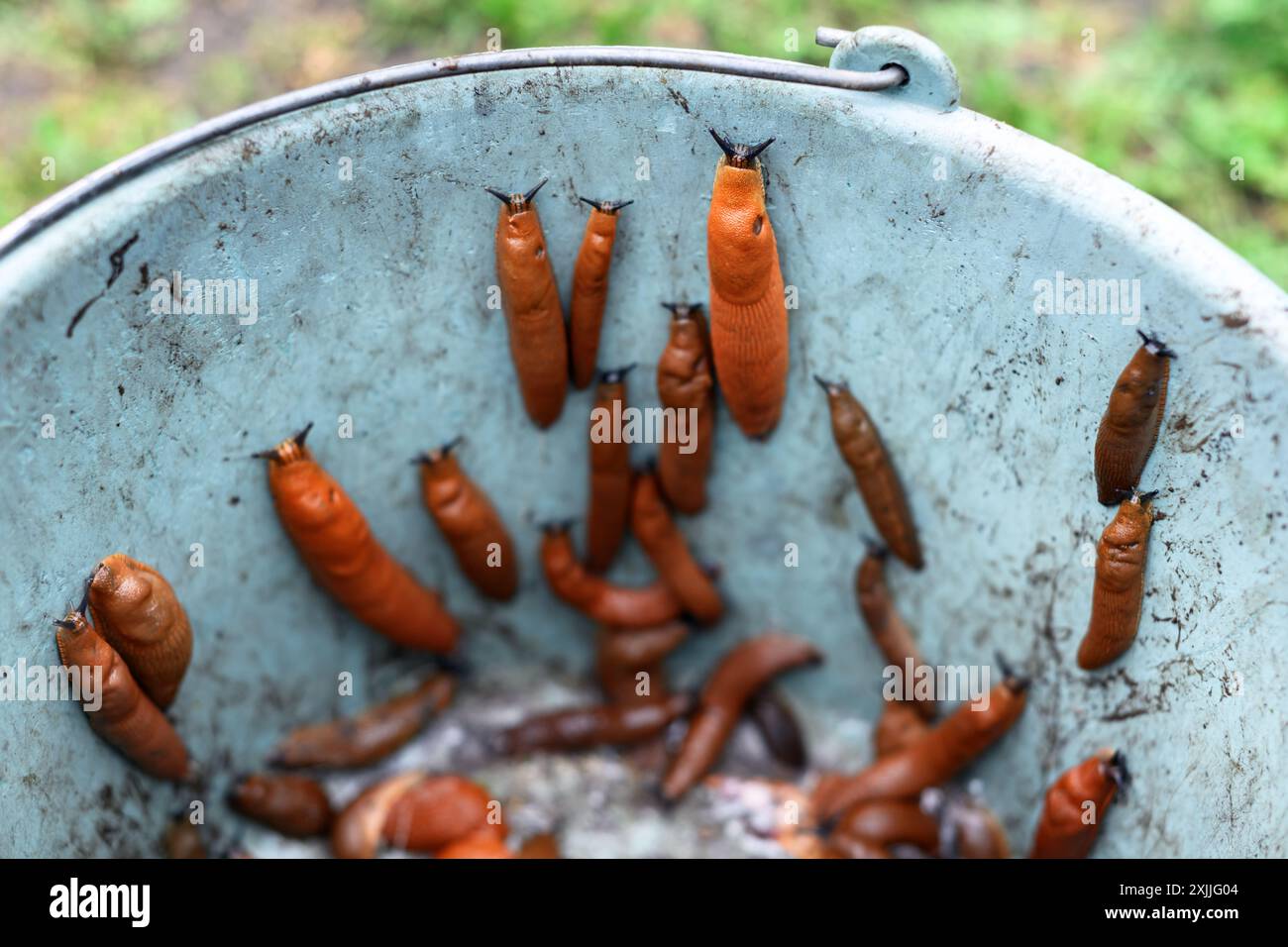 Many Orange Spanish Slugs Arion Vulgaris Collected In A Bucket From The Garden Control Of