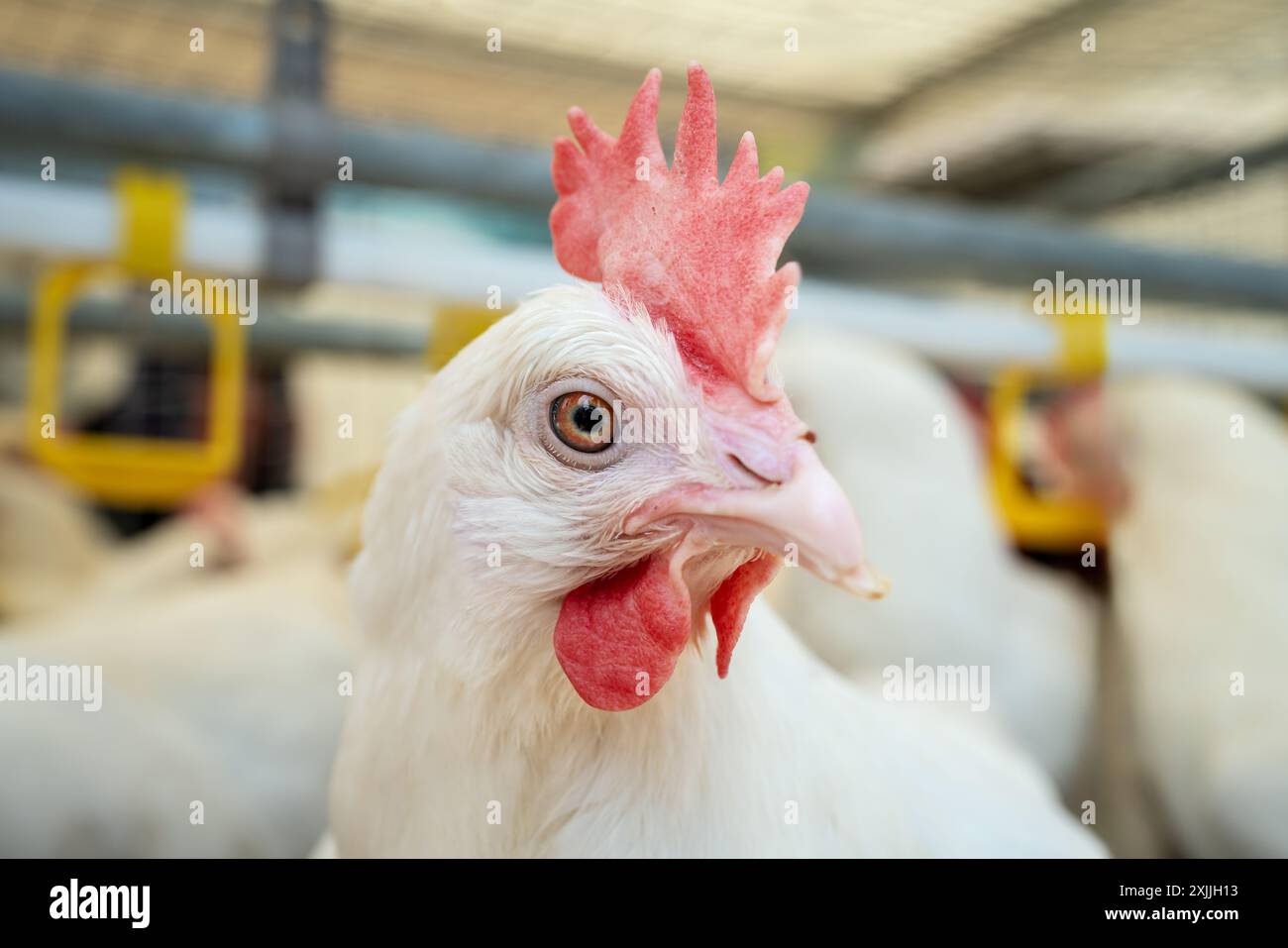 Closeup portrait of Dekalb White hen at poultry farm. Layer farm Stock ...