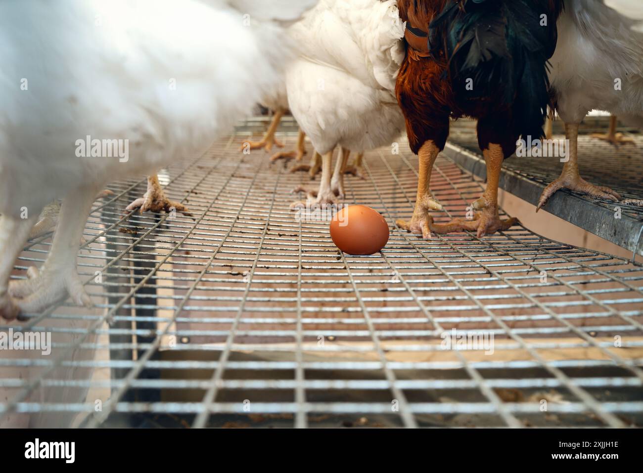 Layer farm. Chicken egg on a grid in a cage with chickens Stock Photo ...