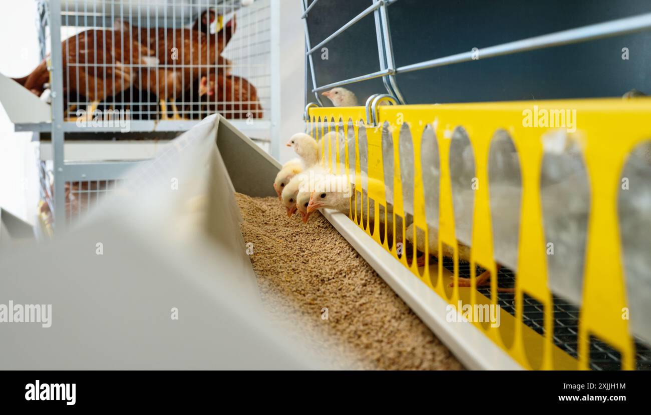 Dekalb White chicks eating food from dispenser in cage in a poultry ...