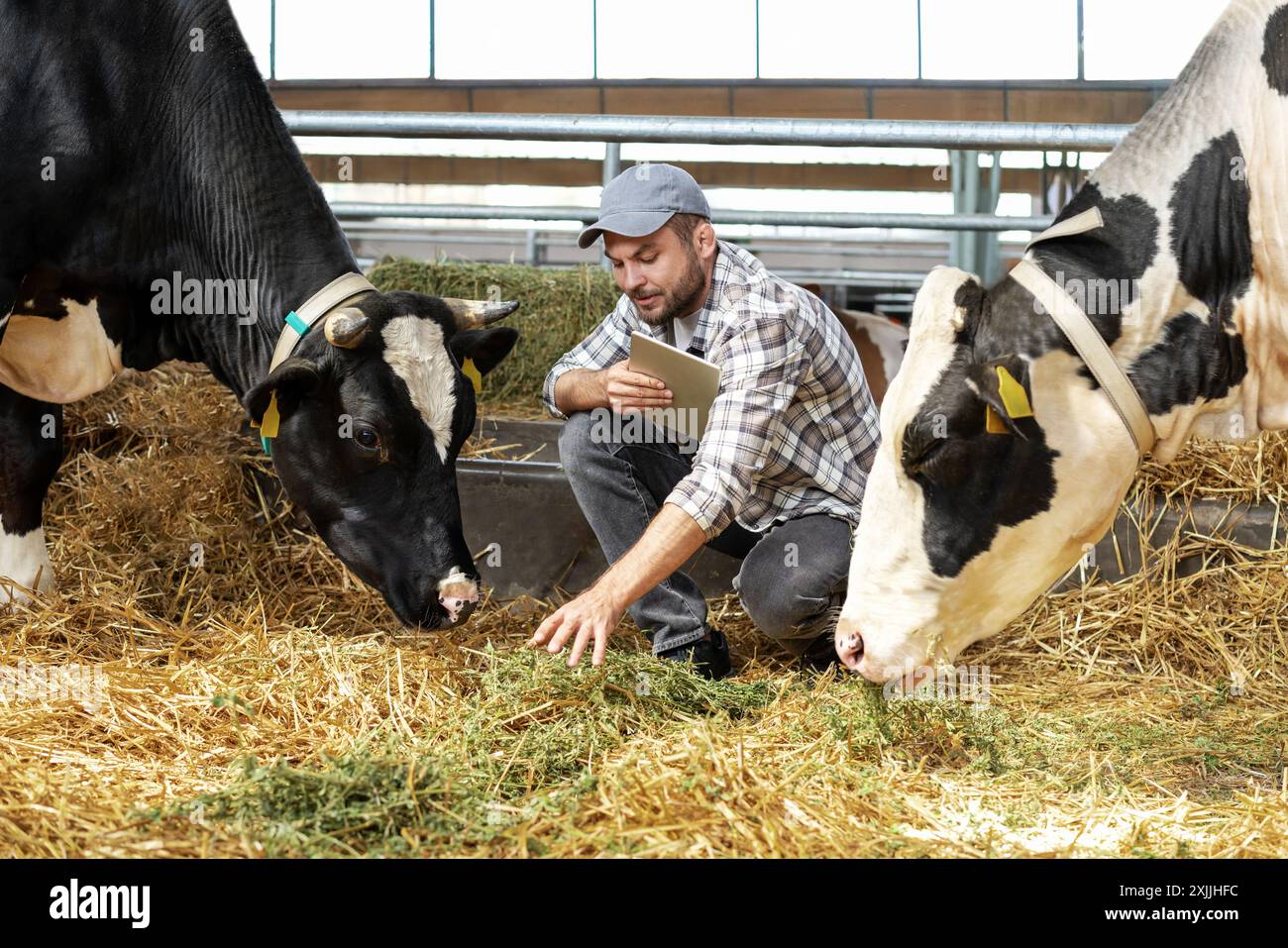 Farmer inspecting dairy cattle hi-res stock photography and images - Alamy