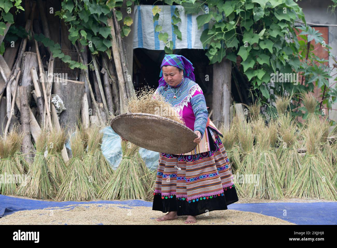 Flower Hmong woman winnowing rice near Bac Ha, Lao Cai Province ...