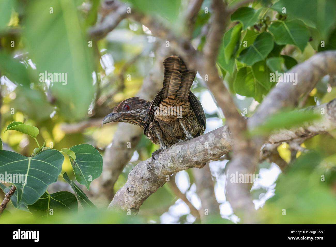 Asian Koel - Eudynamys scolopaceus. Female bird in a tree on Koh Miang ...