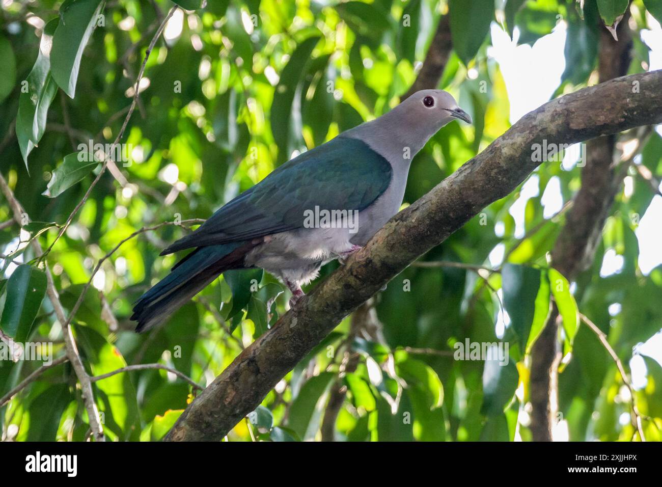Green Imperial Pigeon (Ducula aenea), standing on a branch, back ...