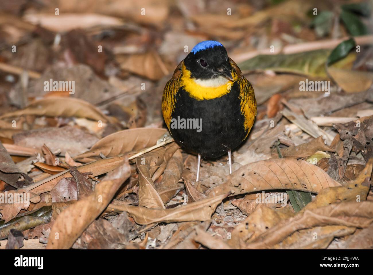 Gurney's Pitta - Hydrornis gurneyi. Male bird feeding amongst leaf ...