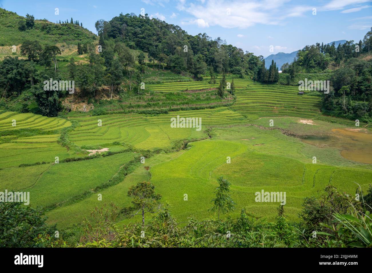 Scenic view of rice terraces near Bac Ha, Lao Cai Province, Vietnam ...