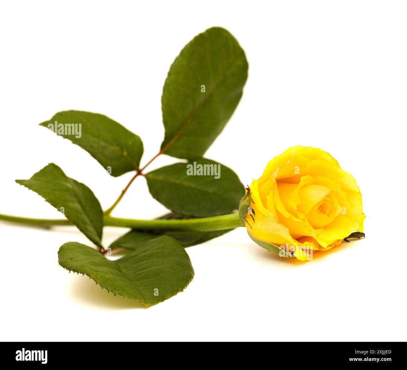 Yellow rose isolated on white background Stock Photo - Alamy