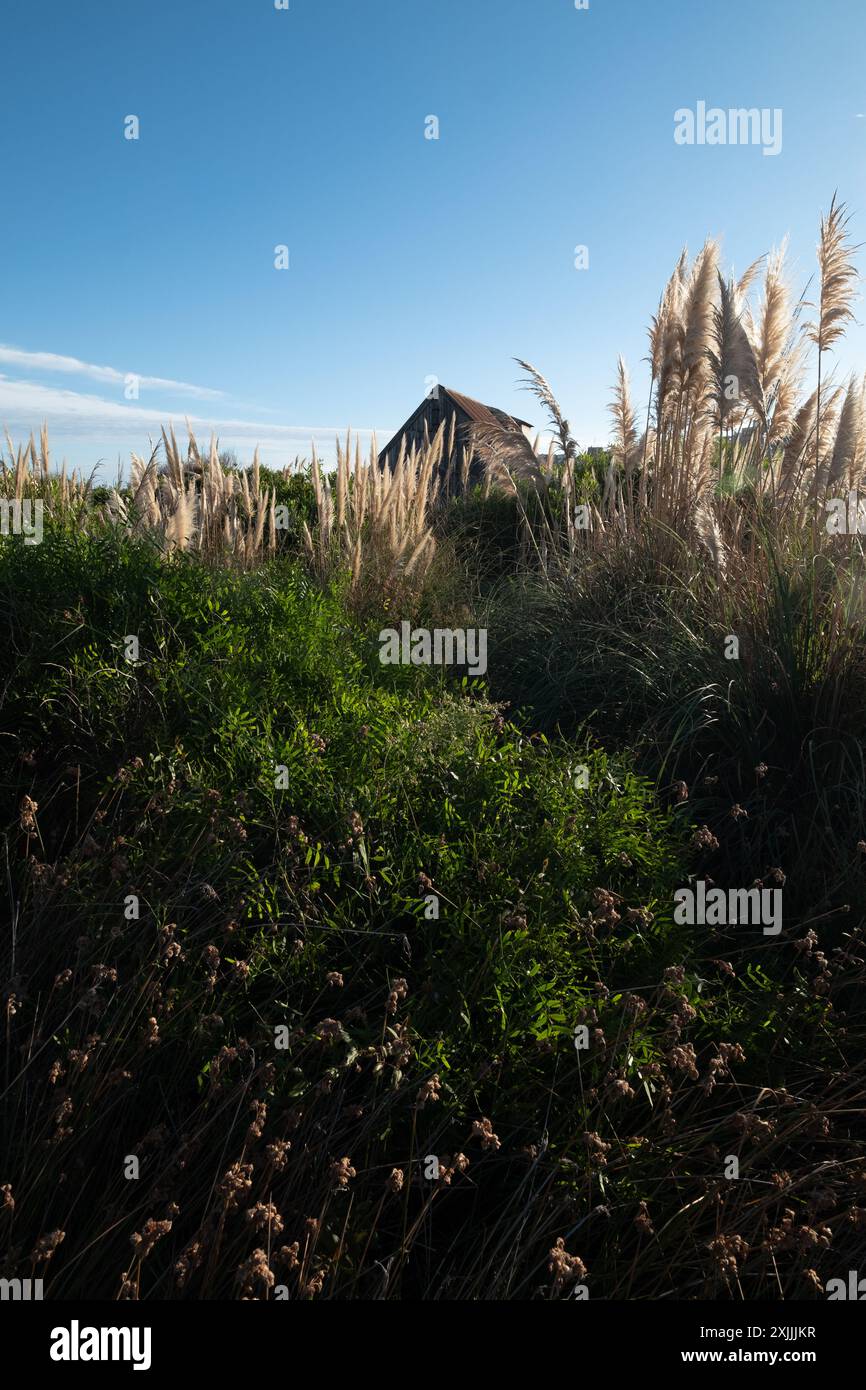 A field of tall grass with a small building in the background Stock ...