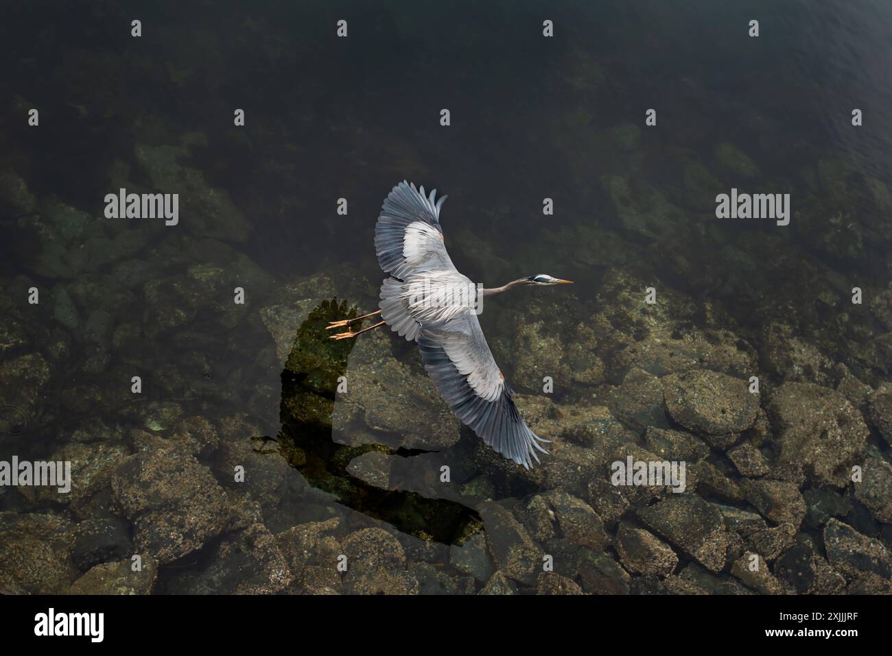 Bird's eye view of a great blue heron flying above moody waters Stock ...