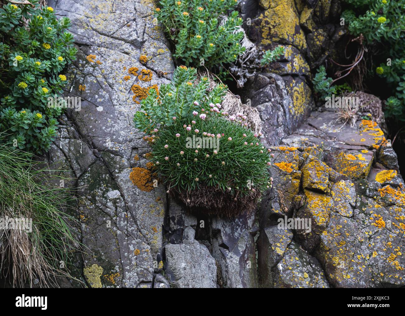 pink spring flowers at a cliff of puffin island Stock Photo - Alamy