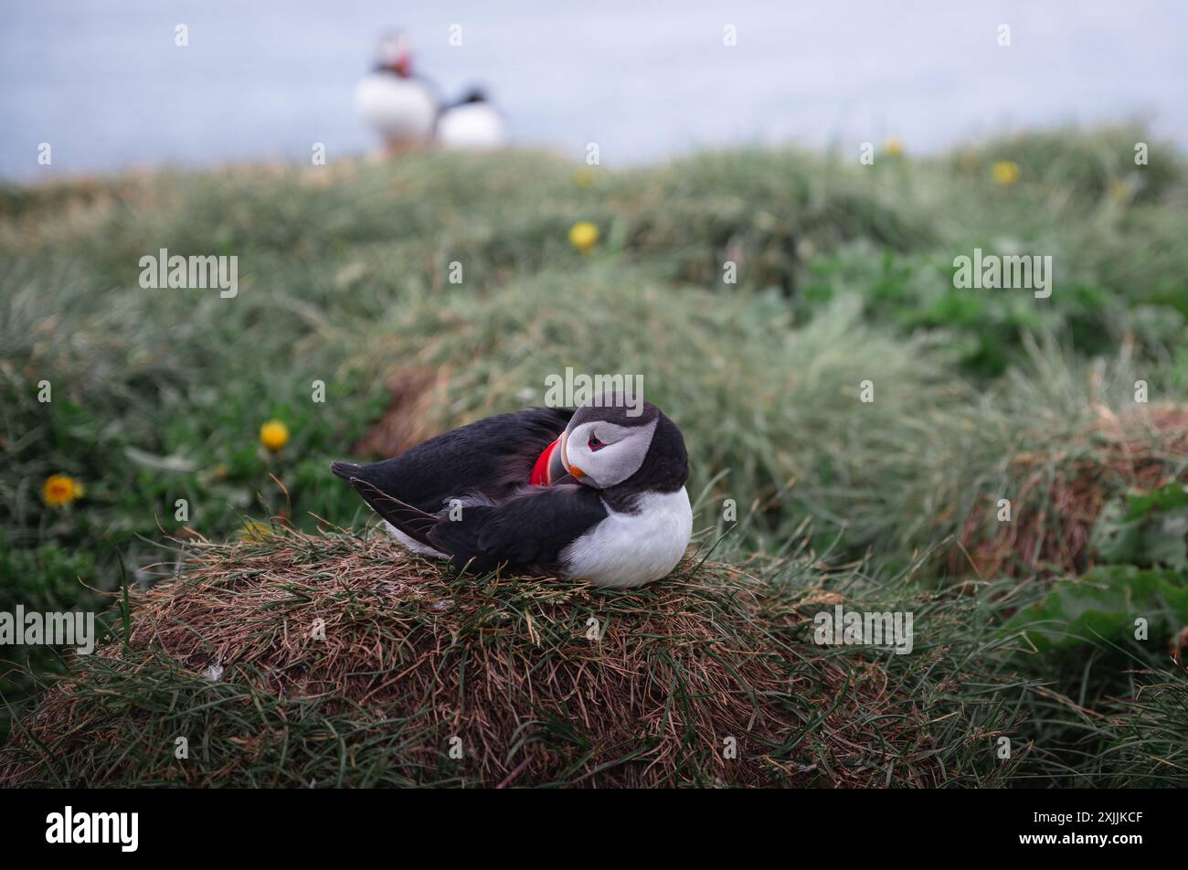 Atlantic Puffin nests on a bluff Stock Photo - Alamy