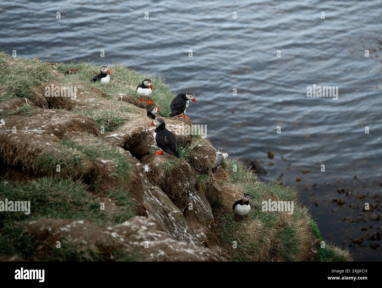 Group of Atlantic puffins (Fratercula arctica) perching on cliff Stock ...