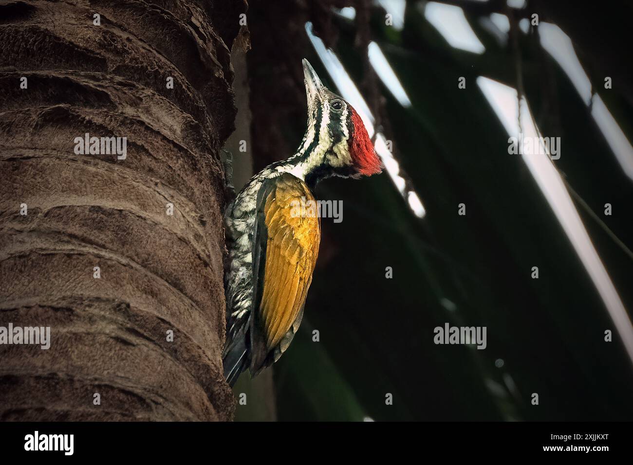 Close up of Common flameback Stock Photo - Alamy