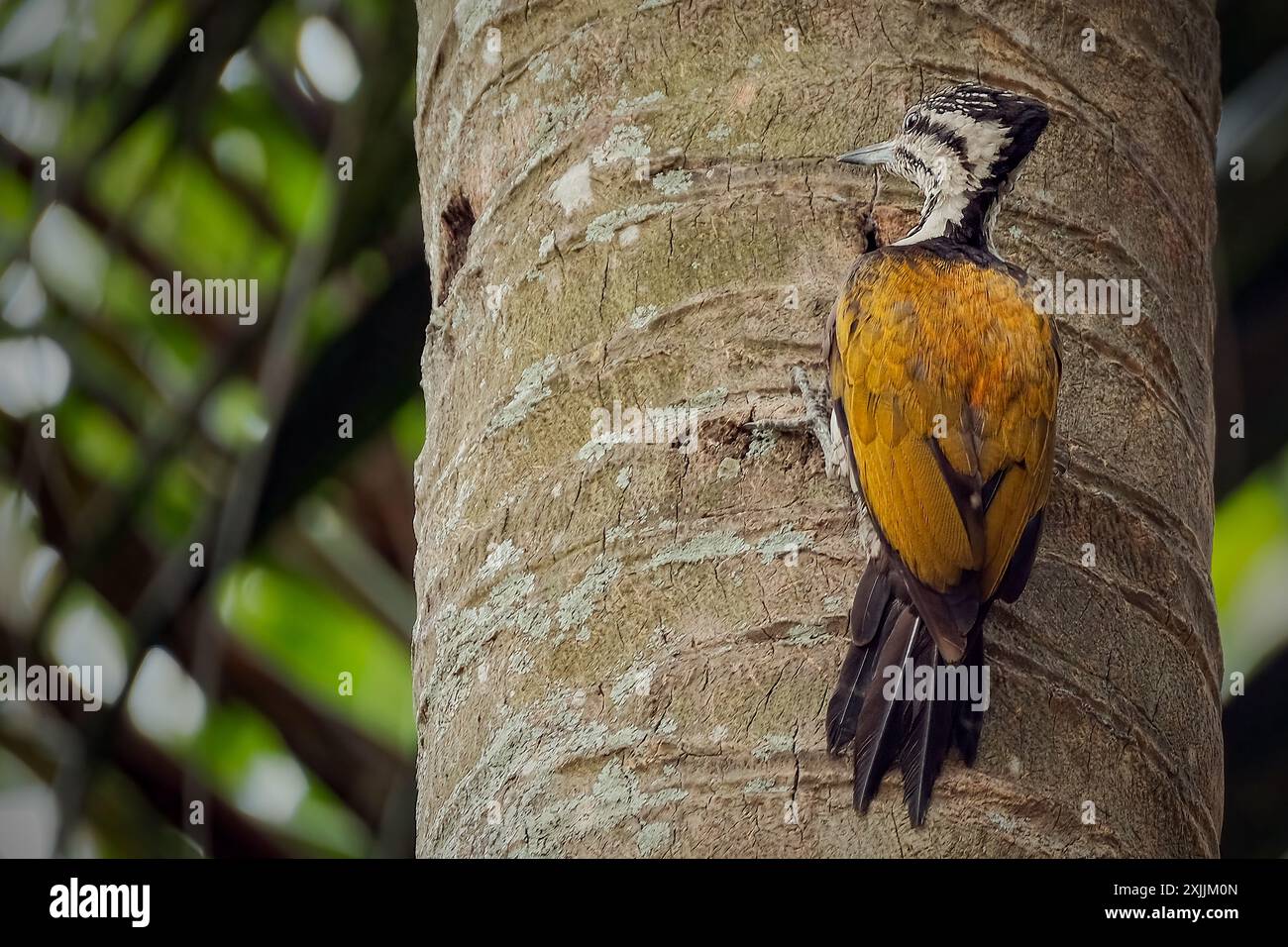 Close up of Common flameback Stock Photo - Alamy