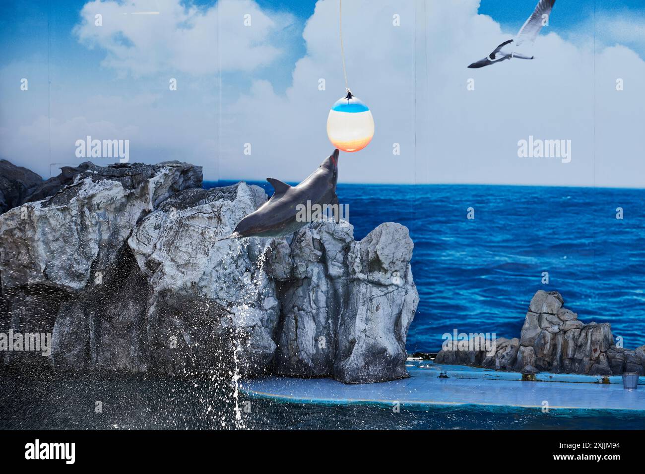 Dolphin jumping and playing ball Stock Photo - Alamy