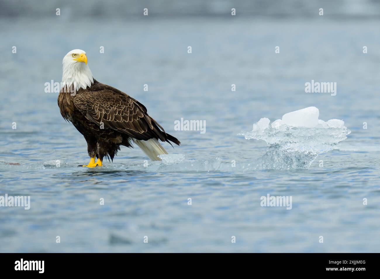 Bald eagle perched on floating ice in Kenai Fjords Alaska Stock Photo ...