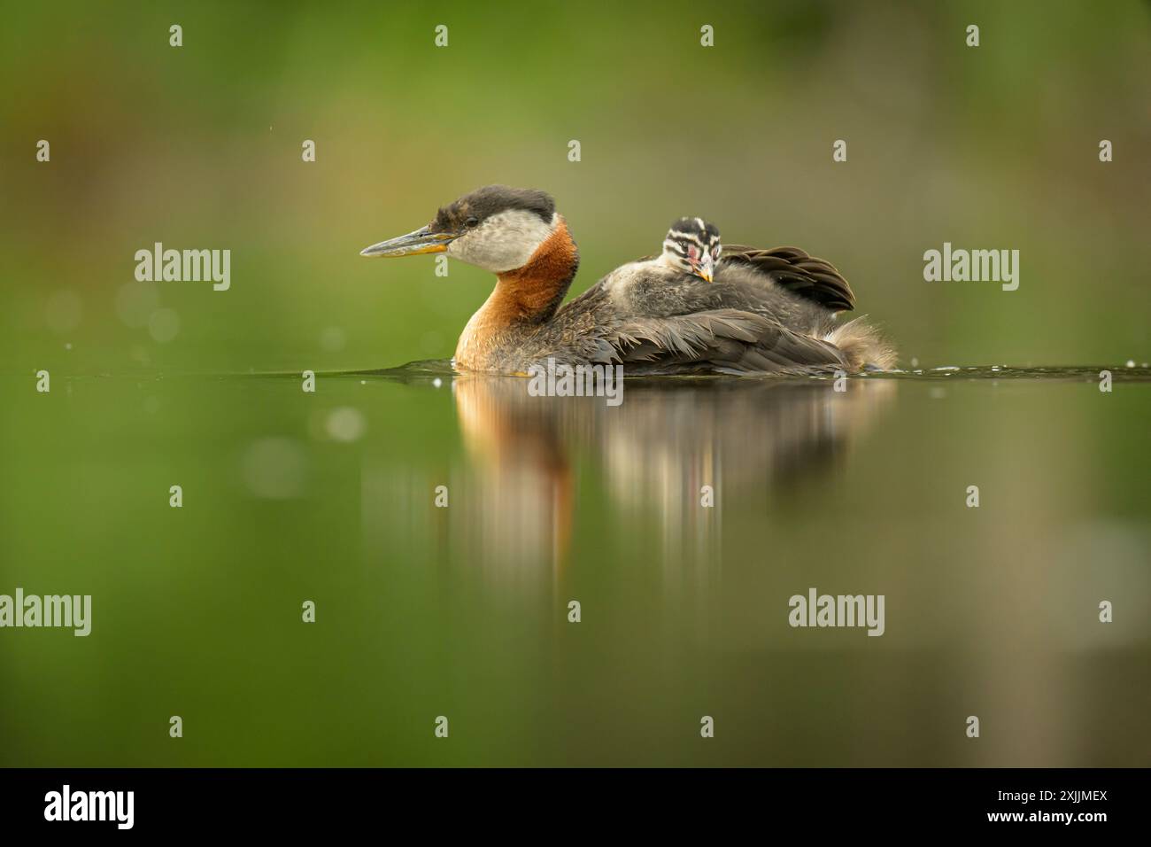 red-necked grebe with chick and mirror reflection Stock Photo - Alamy
