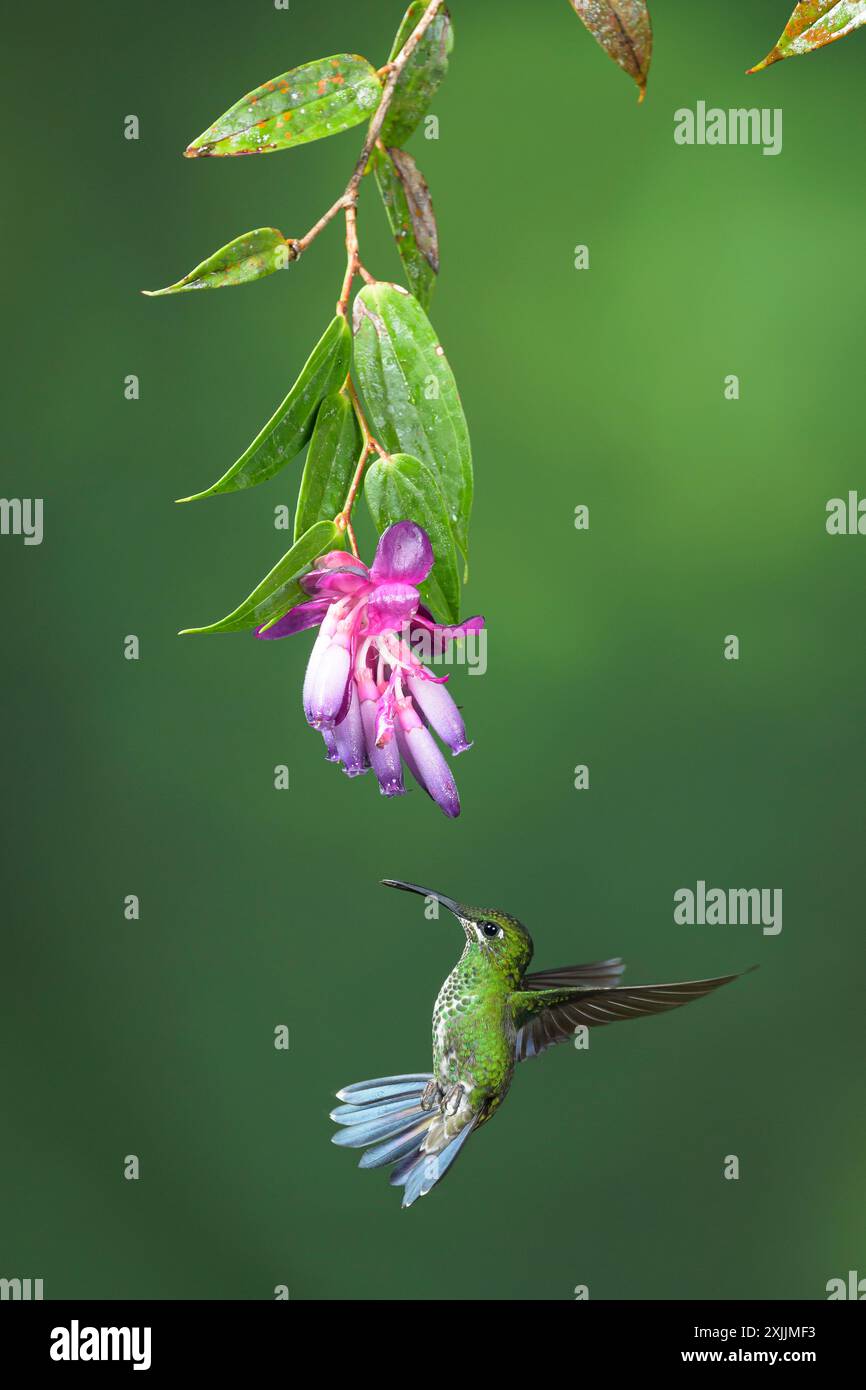green crowned brilliant hummingbird in cloud forest of Panama Stock ...