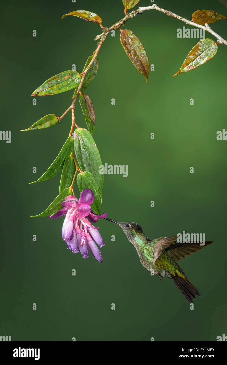 Panama endemic species hi-res stock photography and images - Alamy