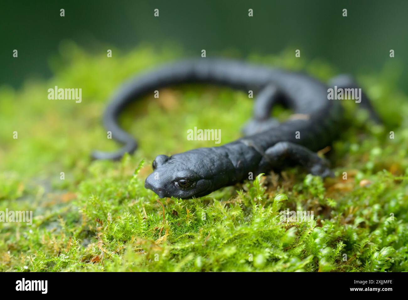 magnificent web-footed salamander from Volcan Baru National Park Stock ...
